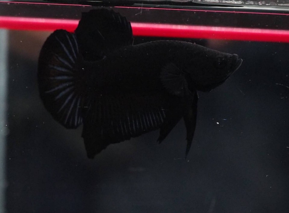 Pair of Bettas Super Black male and female Live Betta Fish Plakat for ...