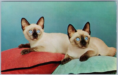 "Blue Eyed Wonder" Two Siamese Cats Relaxing on Pillows Vintage Chrome ...
