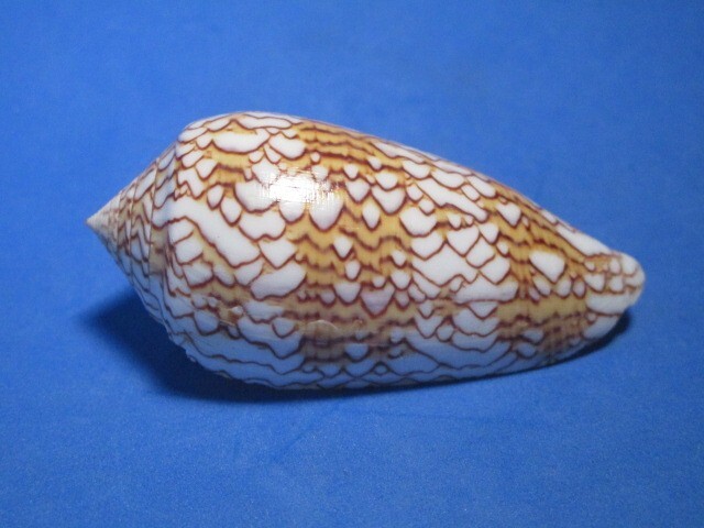 Conus textile (Linnaeus,1758) "BRIGHT-ORANGE!" (64.7mm) | eBay