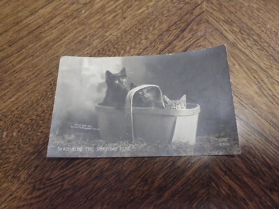 1905 Rotograph Cat Kitten Real Photo RPPC Postcard Whatching the ...