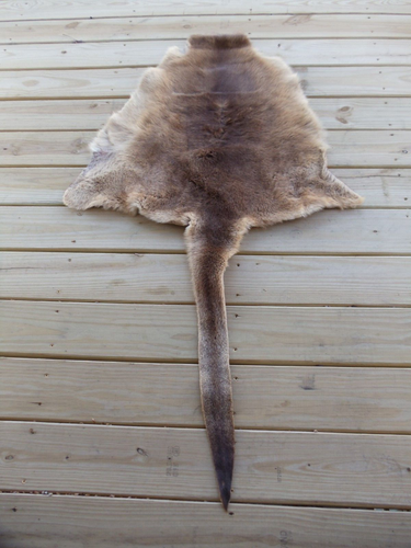 Genuine Australian Tanned Kangaroo Skin, Fur Pelt Leather Hide | eBay