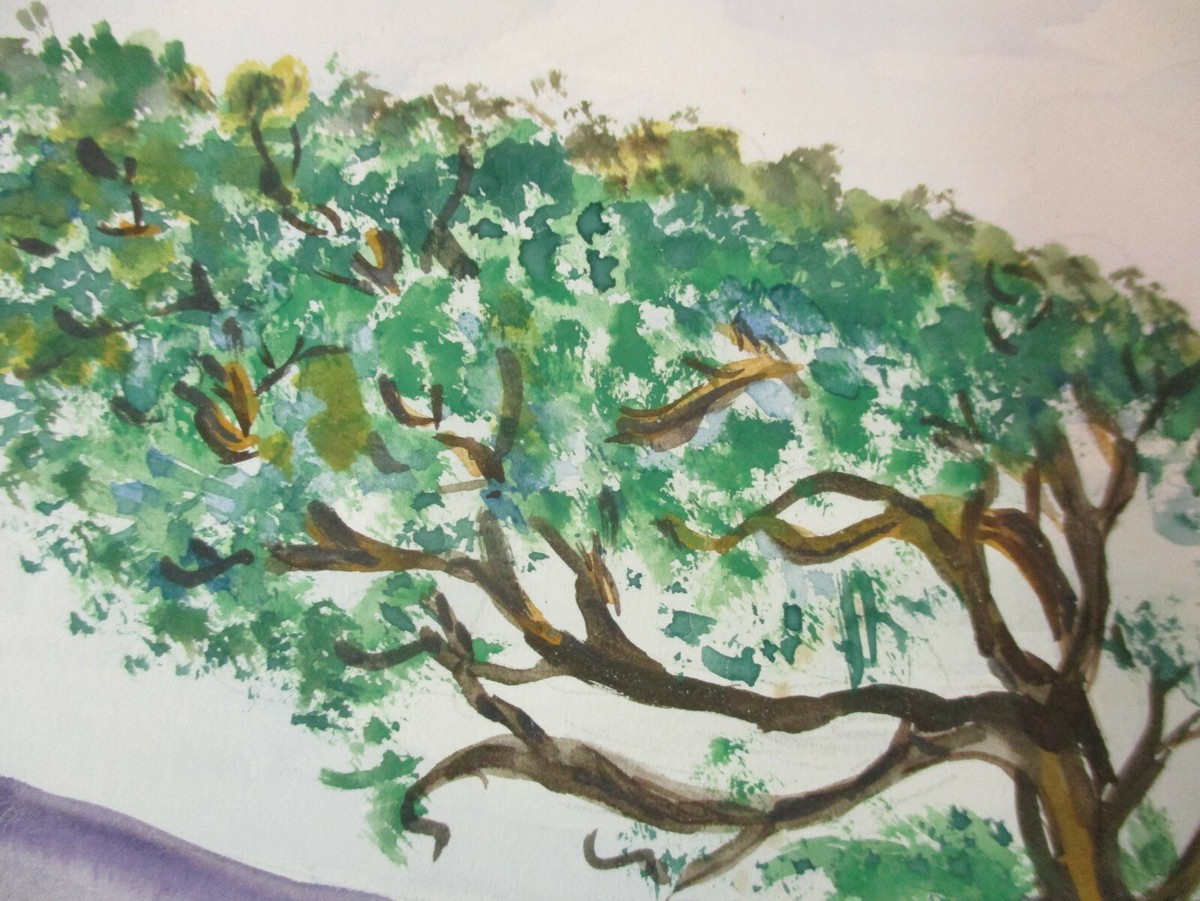 Divi Divi Tree Paintings
