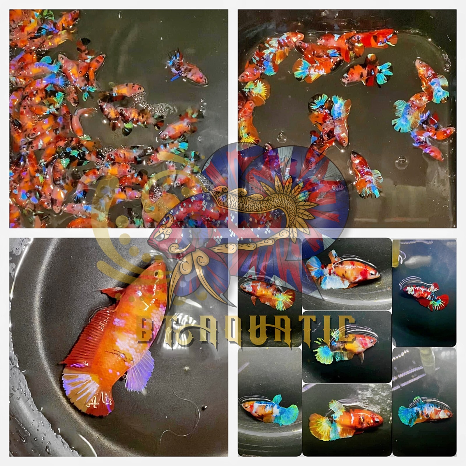 Live Betta Fish HMPK Female Koi Nemo Galaxy for Sorority/Breed USA ...