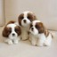 Realistic Simulation Shih tzu Dog Plush Toy Doll Long Hair Furry Puppy ...