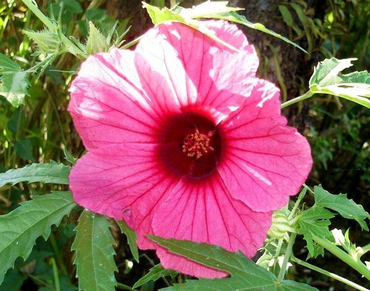 Red Kenaf, Hibiscus Cannabinus, Brown Indian Hemp, 20 seeds | eBay ...