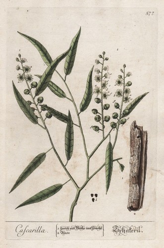 Kaskarillabaum Cascarilla Rinde Botanik botany Blackwell Kräuterbuch ...