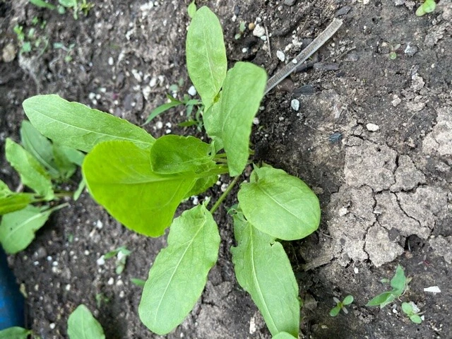 Sorrel Root