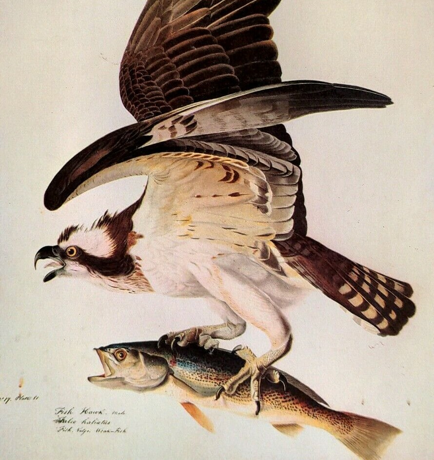 Fish Hawks