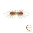 New Raid Japan 2 Way | eBay