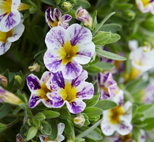 Petunia Calibrachoa Candy Shop Grape Splash - 1 live potted plant | eBay