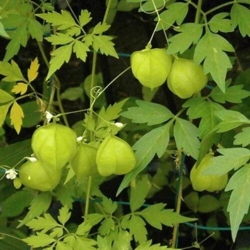 Puff Dried Leaves Cardiospermum Halicacabum dry Ceylon leaf 25g | eBay