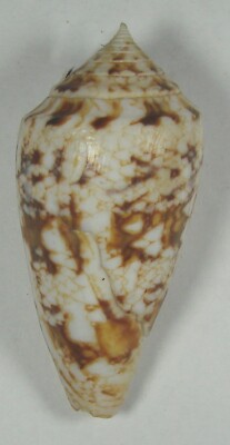 CONUS VICTORIAE 51.53mm BEAUTIFUL SPECIMEN Port Hedland, Western ...