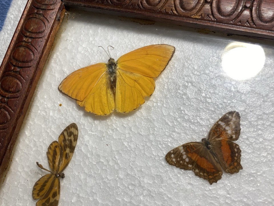 REAL Taxidermy Butterfly Insect Specimen Case | eBay