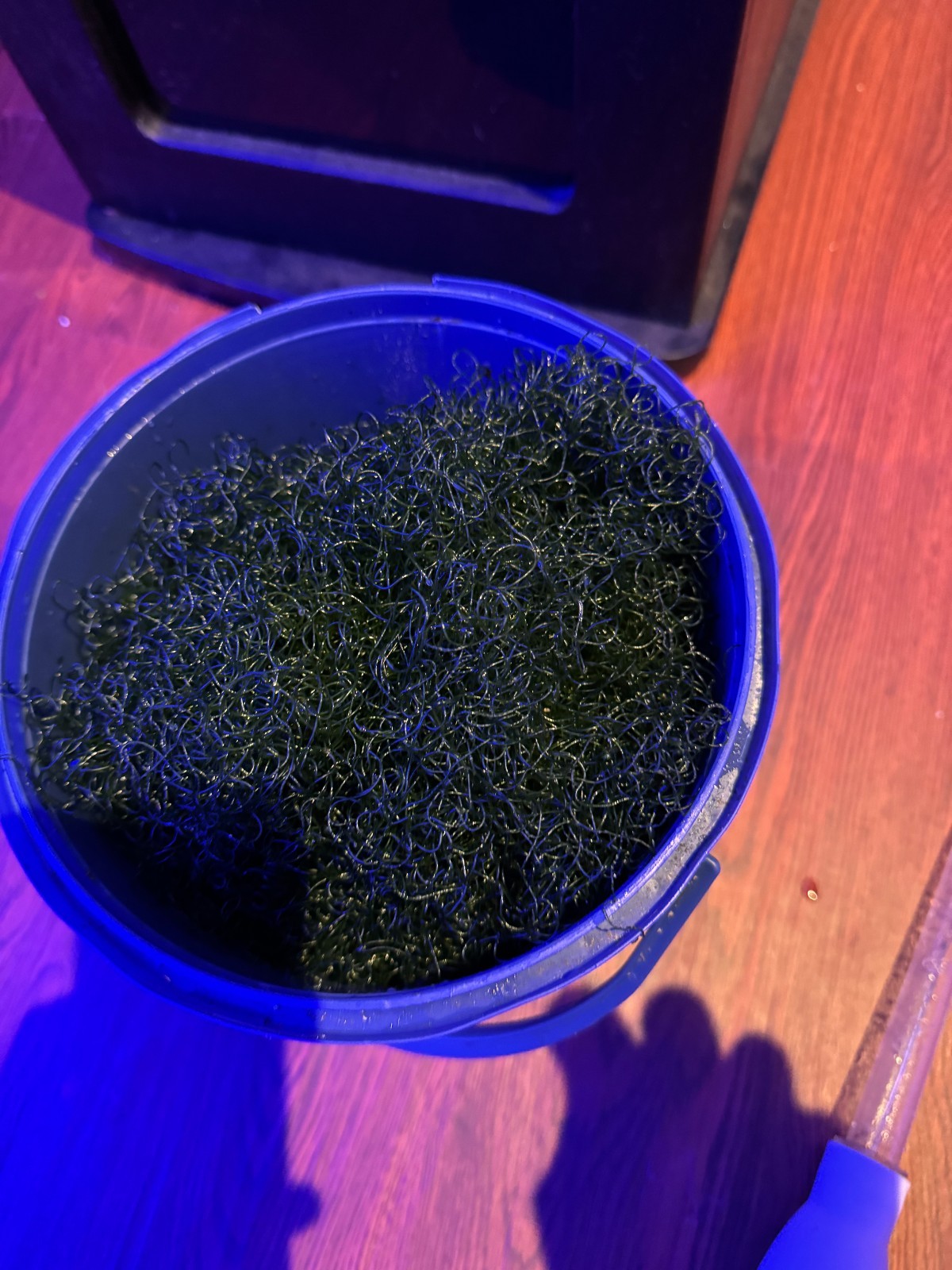 Chaeto Chaetomorpha Macro Algae –Clean, Green, Large Bag (1-4 Cups) | eBay