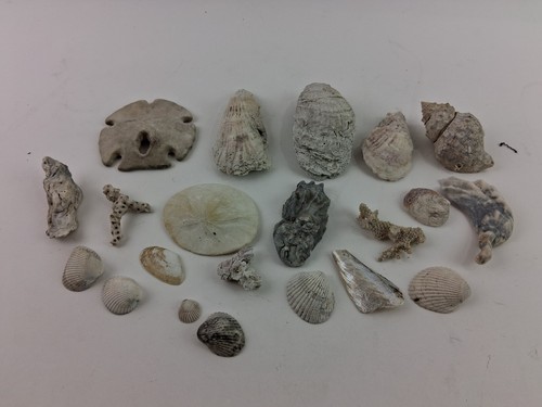 1lb Mixed Sea Shell Lot Fossilized Oysters Sand Dollars Fossils ...