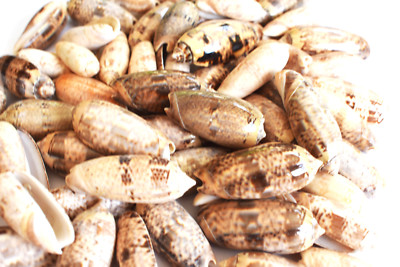 50 Small Baby Olive Shells under 3/4-1 1/2" Beach Crafts Ocean Art Vase ...