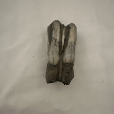 Fossil Bison Tooth 2.25” Pleistocene Ice Age Mammal | eBay