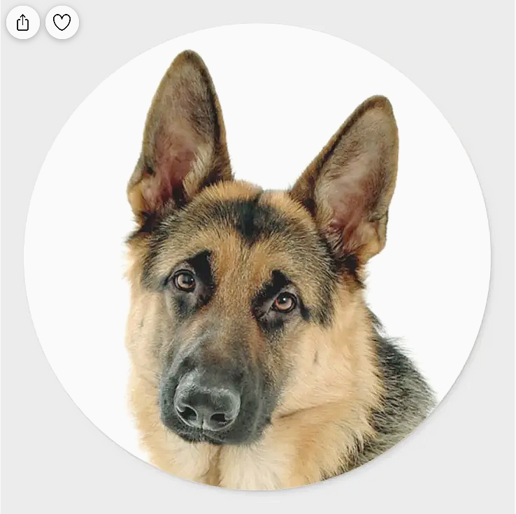 German Shepherd Face