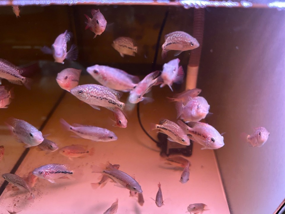 Kamfa Classic F1 Flowerhorn Fish Fry Size - Premium Line A+++ - Buy 3 ...