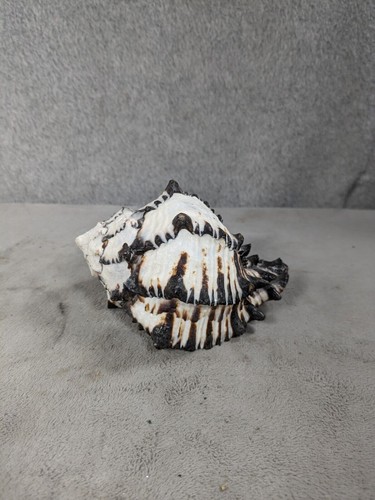 5" Black Murex Shell Zebra Bone Conch Shells Specimen Aquarium ...
