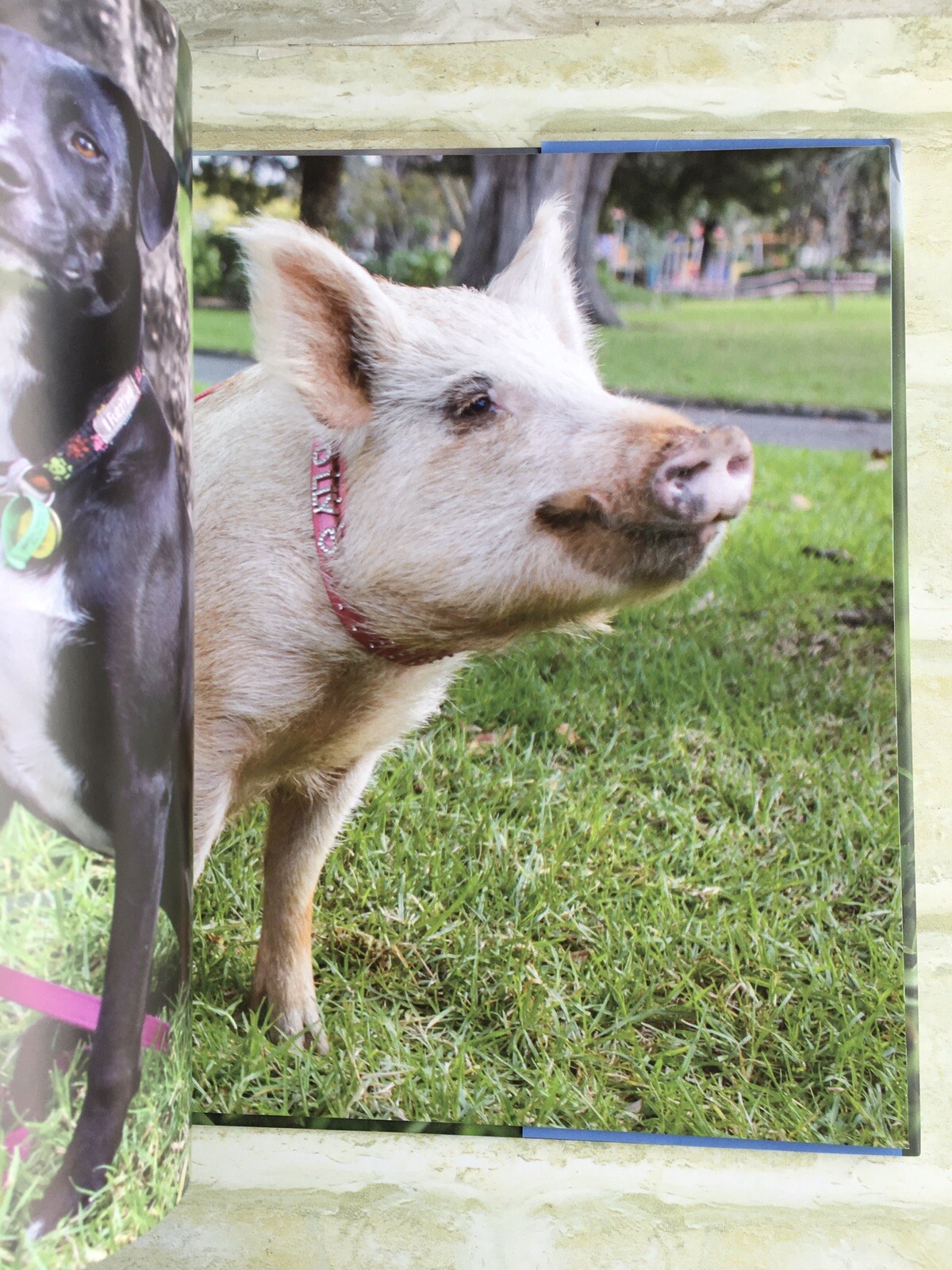 Perfect Pigs - Pam Ahern - Kyle Behrend - autographed by author ...