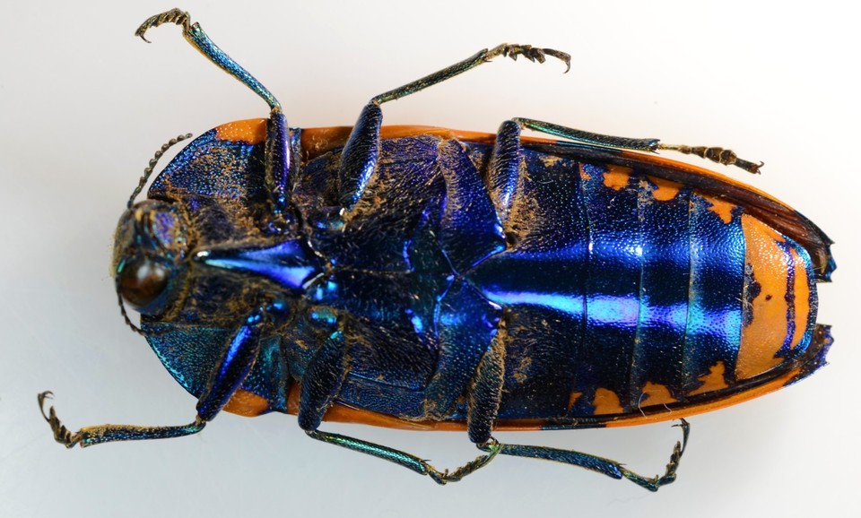 Calodema plebeium - Coleoptera Buprestidae Jewel beetles | eBay