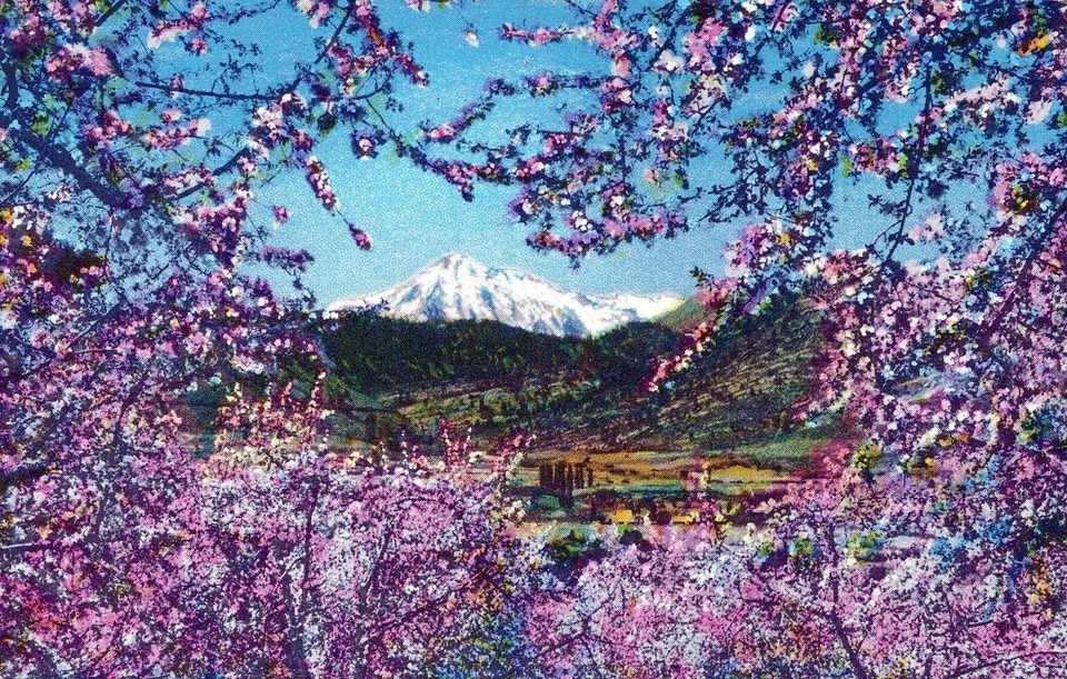 Mt. Cashmere And Springtime Wenatchee Valley WA Posted Vintage Chrome ...