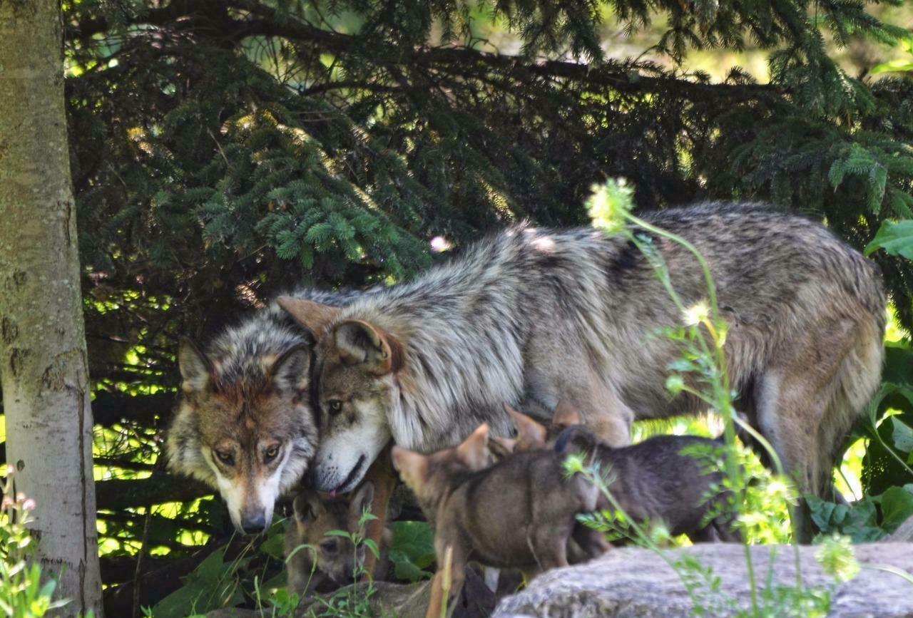 WOLVES GLOSSY POSTER PICTURE BANNER wall decor wolf pack timberwolves ...