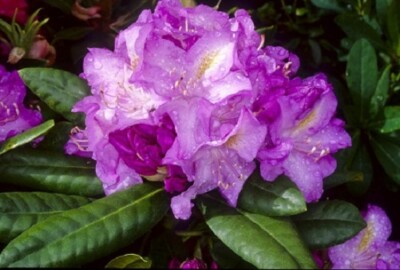 Live Minnetonka Rhododendron Plant With Stunning Purple Flowers | eBay