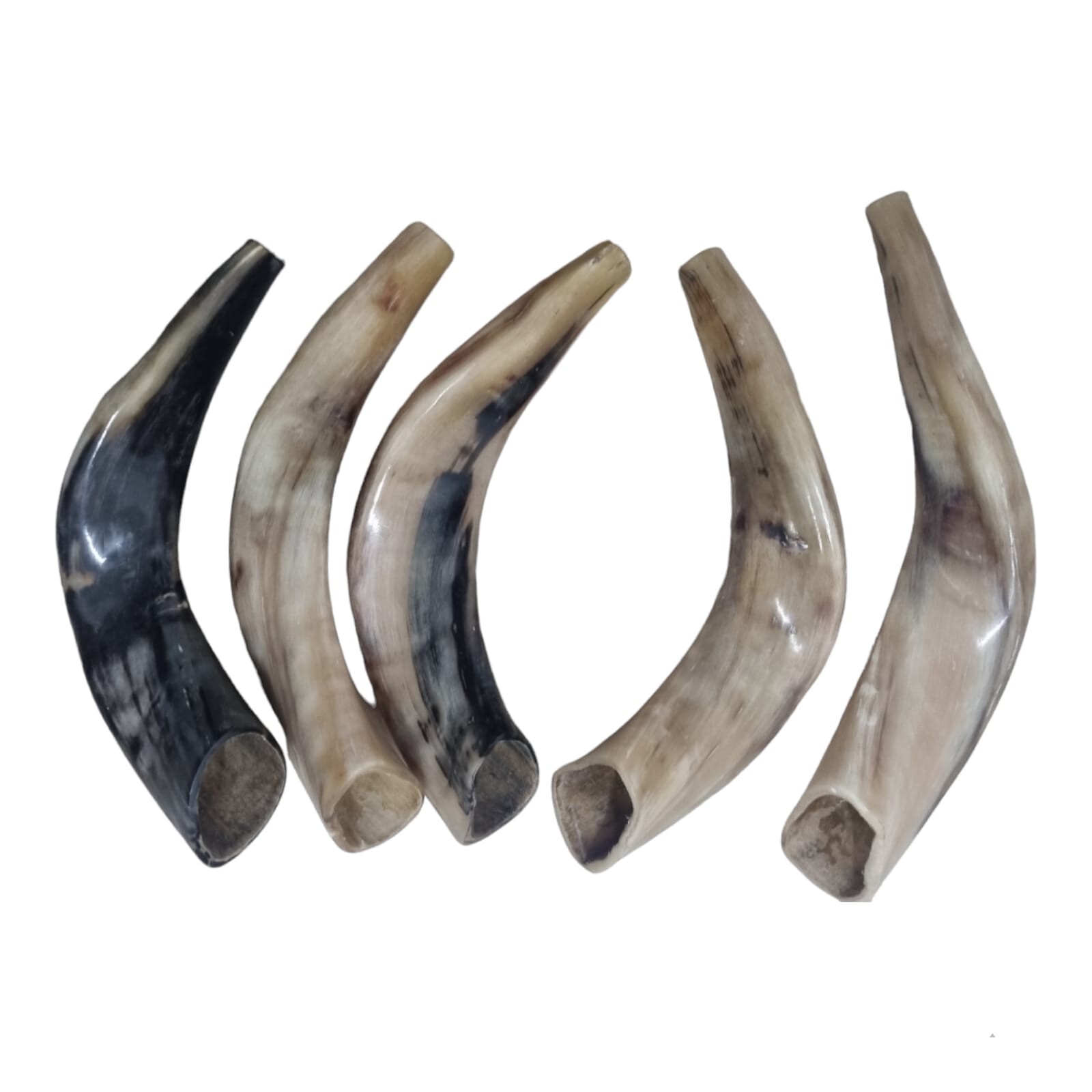 Sale For 5 x Rams Ram Ram's Horn Shofar 12-14" Clear Sound Shofars ...