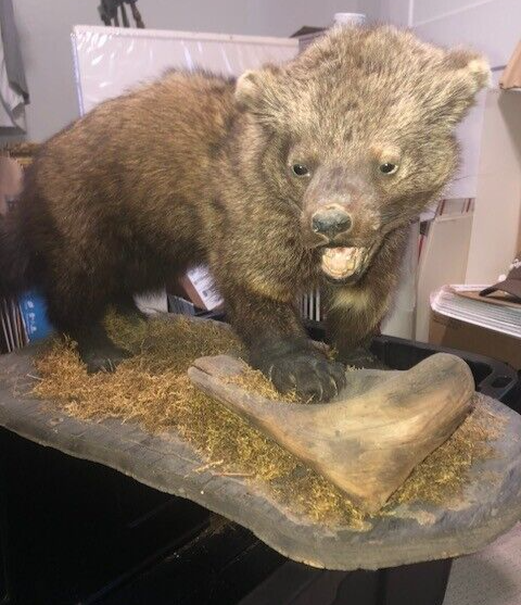 Wolverine/Fisher Standing Taxidermy, Vintage, 26x15x13, Michigan | eBay