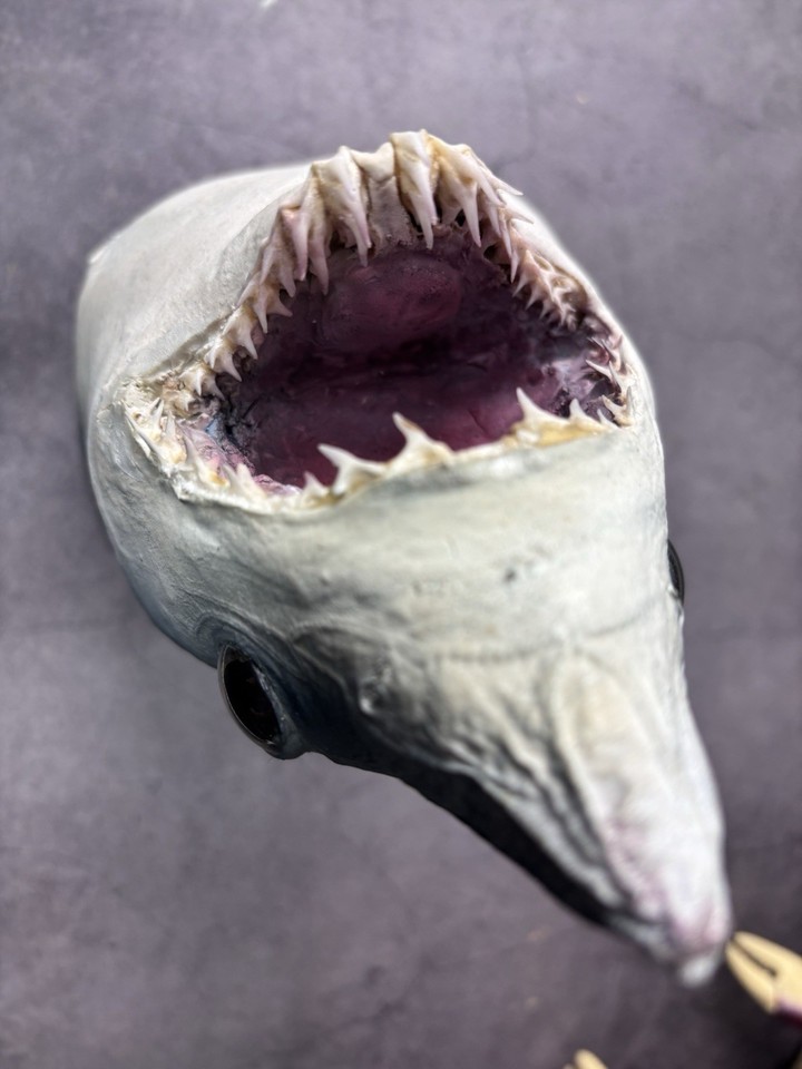 Rare Museum Quality Mako Shark Head Mount Real Skin Taxidermy Mount ...