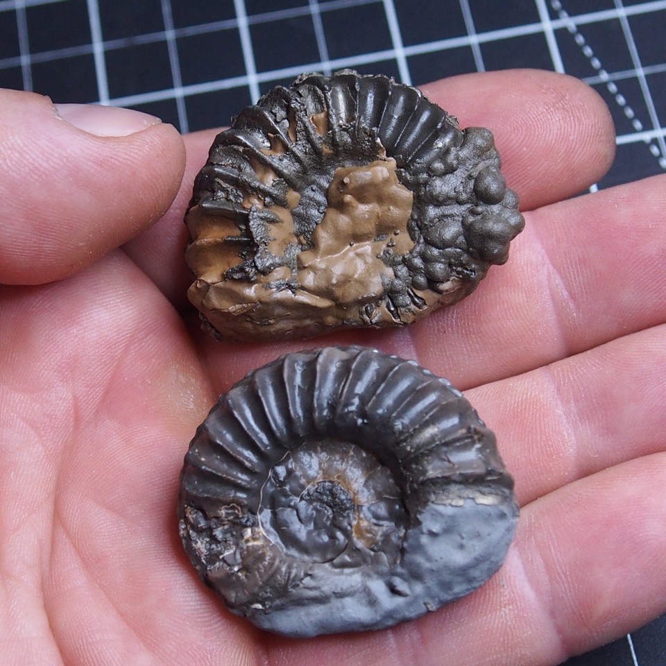 2pcs 41-43mm Pleuroceras Ammonite Germany Fossils lot Mollusk 1934 | eBay