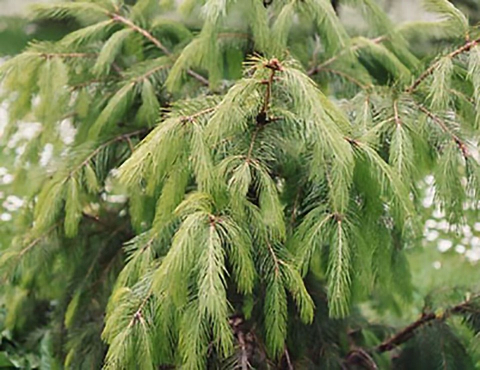 Himalayan Spruce, Picea smithiana, (Morinda Spruce), Tree Seeds ...