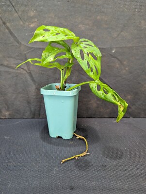 Swiss Cheese Miniature Monstera adansonii Compact Form Species Indoor ...