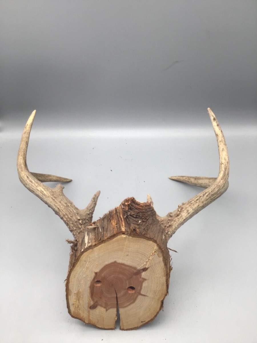 Deer Skull Cap Mount