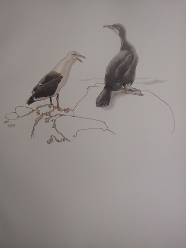 1937 TALBOT KELLY BIRD PRINT ~ GREATER BLACK BACKED GULL & CORMORANT ...