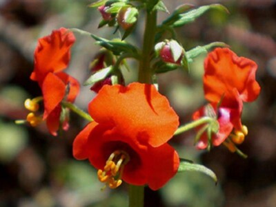 RARE 6 graines de MASK FLOWER(Alonsoa Meridionalis)G768 SEEDS SAMEN ...