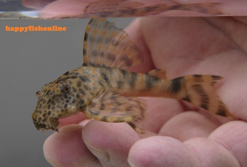 BREEDING PAIR OF L387 TANGERINE TIGER PLECOS! BRIGHT YOUNG LIVE FISH ...