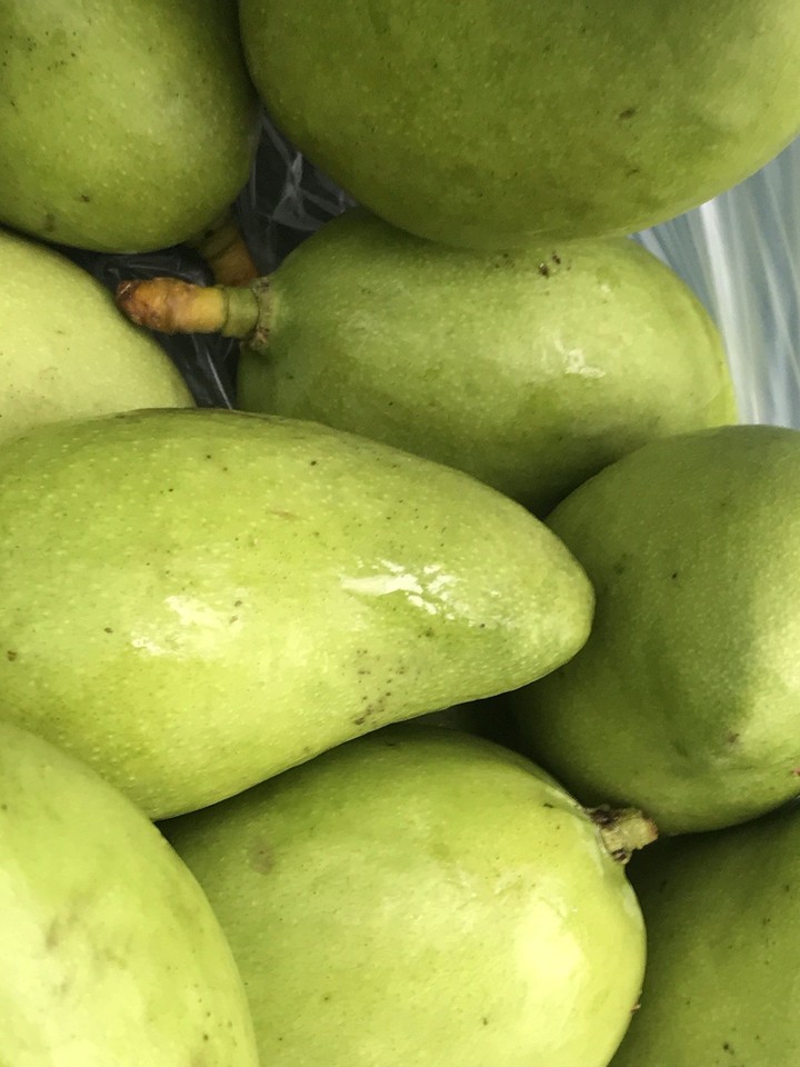 Mango Criollo 3Lbs mangos Tronadores Mango Green Tierno fresco 3 Libras ...