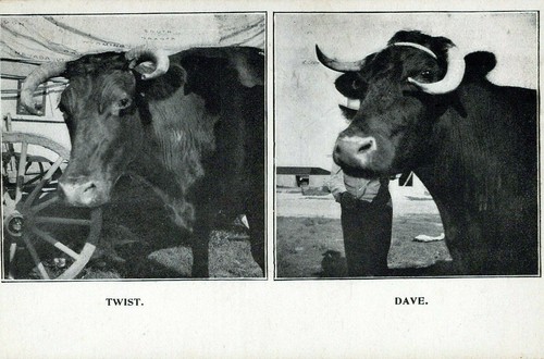 Handsome Cows Named Twist And Dave Farm Animals Undivided Back Vintage ...