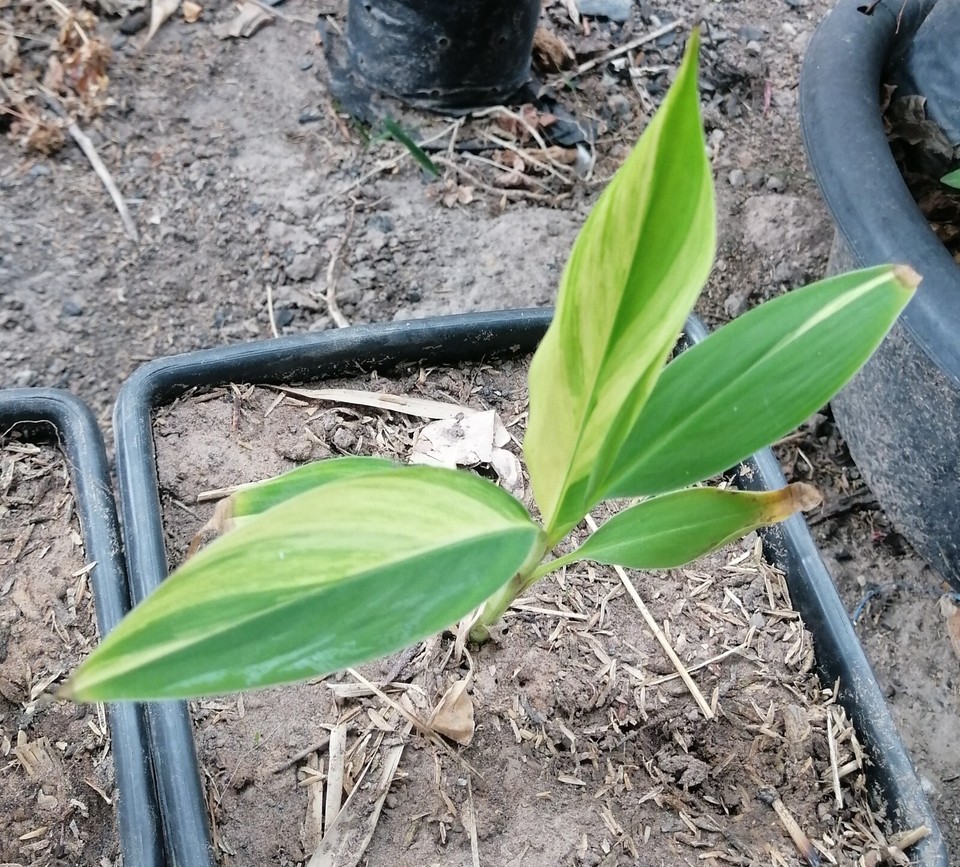 Musa acuminata 'papua' yellow variegata * rare * variegated banana * 10 ...
