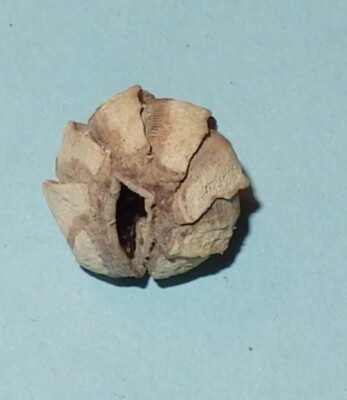 Chaetopleura angulata - CHITON - Argentina Sea Shell - 13.4mm F+ #1464 ...