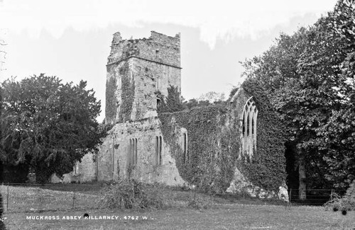 Muckross Abbey, Yew Tree, Killarney, Co. Kerry Ireland c1900 OLD PHOTO ...