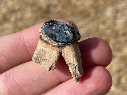 Florida Fossil Manatee Tooth ROOTED Pleistocene QUALITY RARE Mammal | eBay