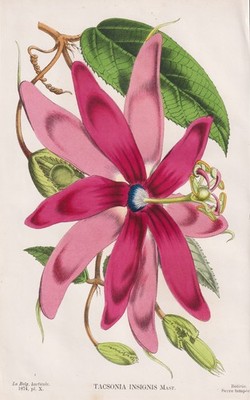 Fleur De Passion Tacsonia Passionsblume Fleur Botanique Lithographie ...