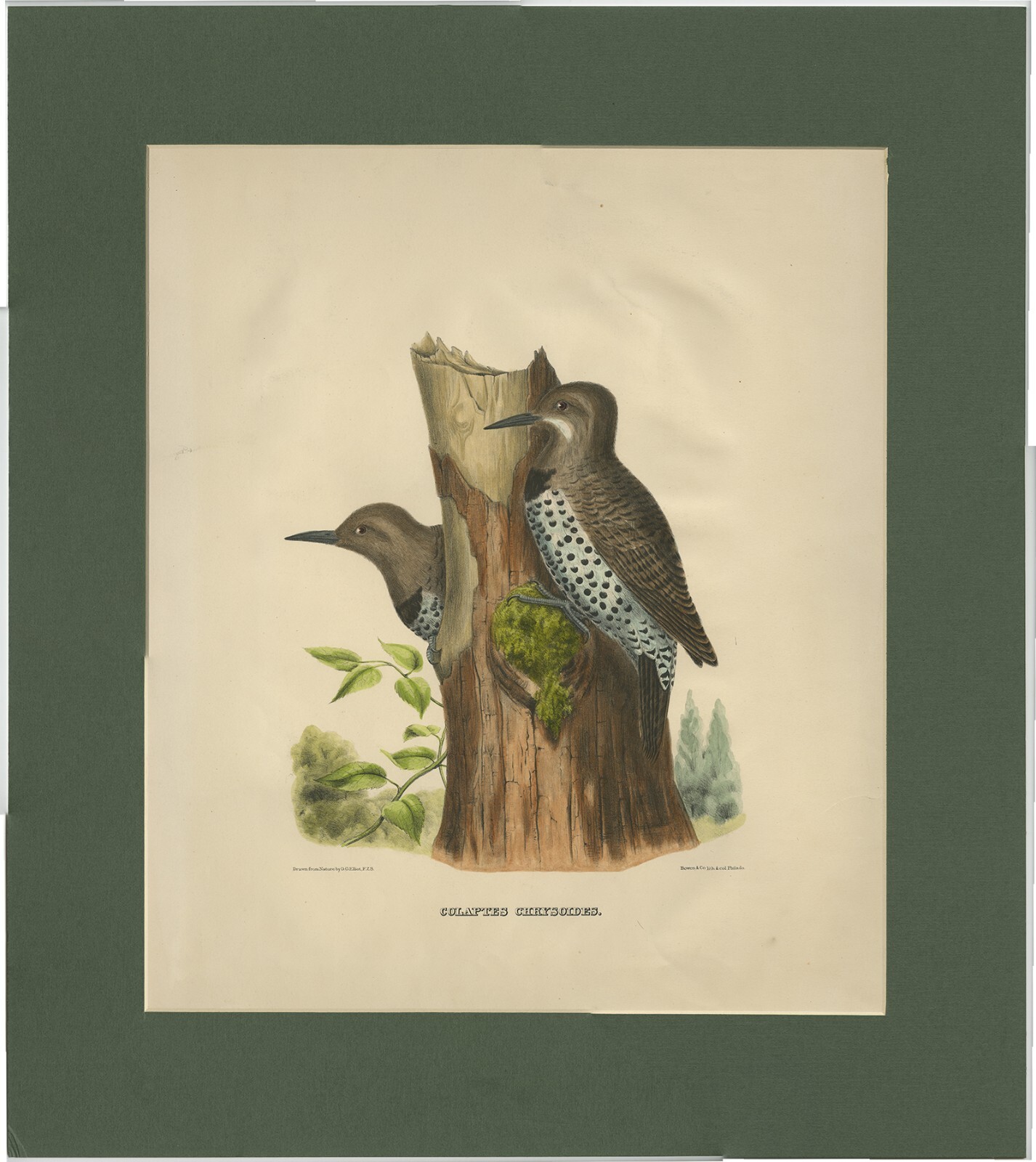Antique Bird Print of Gilded Flickers | eBay