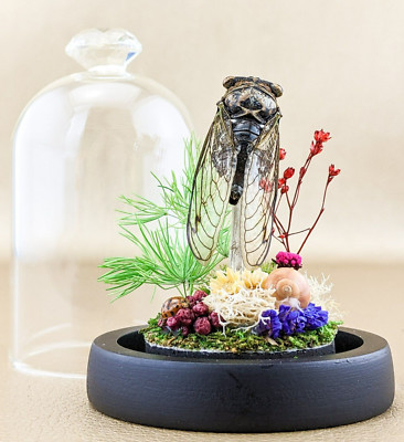 N11k Locust Cicada Glass Dome display Taxidermy Entomology collectible ...