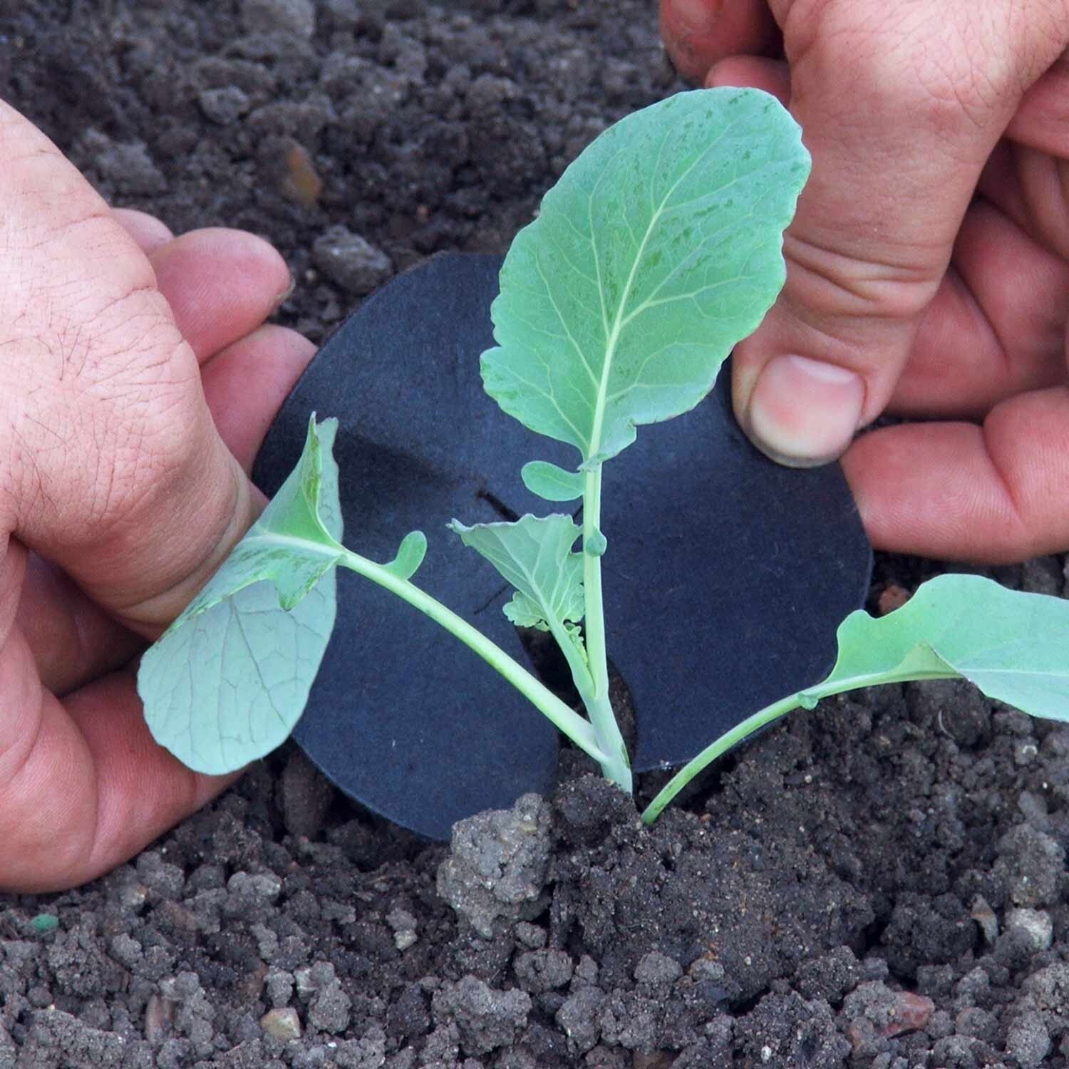 Cabbage & Brassica Collars - Biodegradable Plant Protection for Root ...