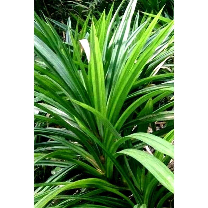 Pandan Leaves Rampe Natural Organic Sun Dried Spice Ceylon 100% Pure ...